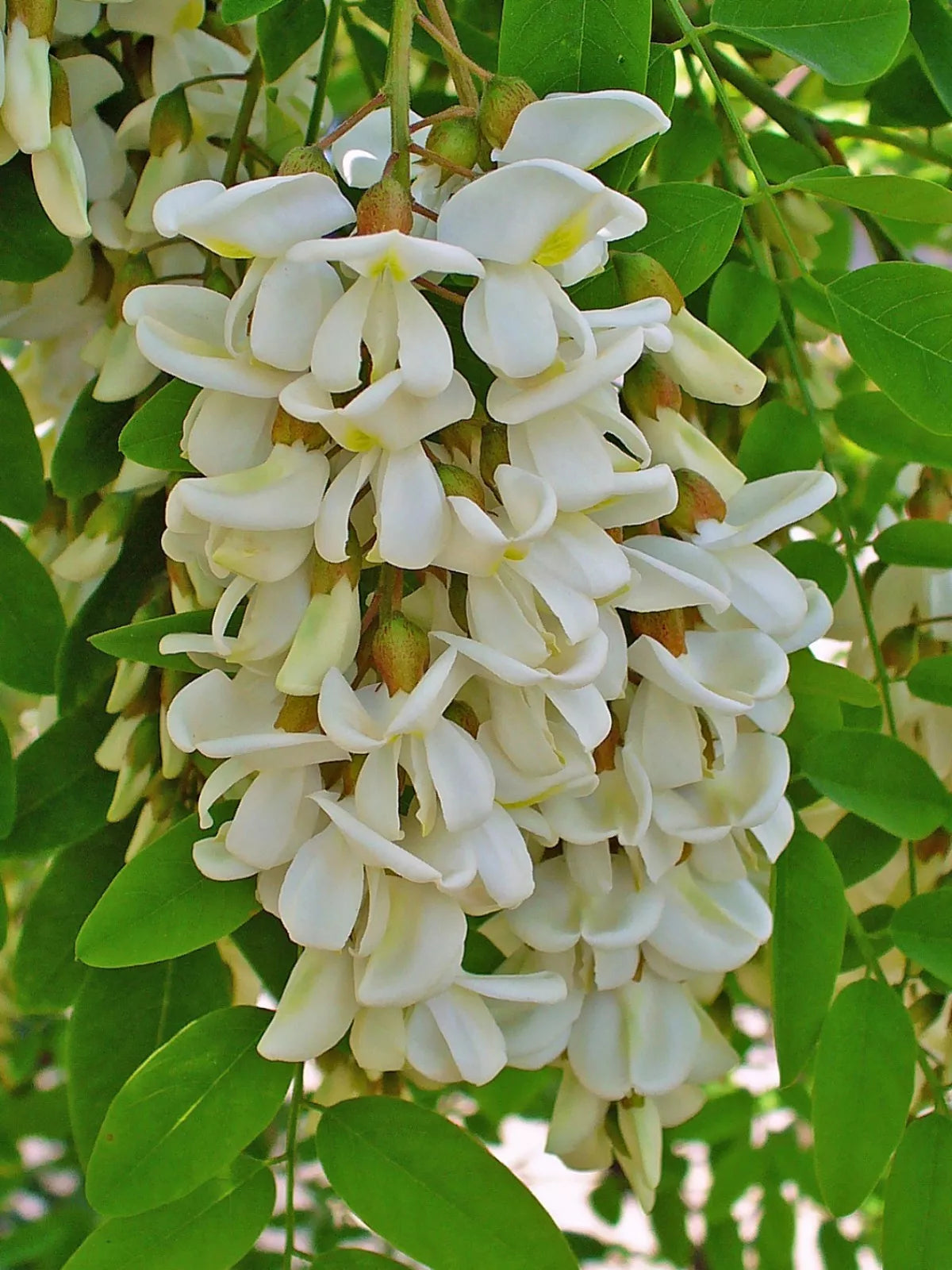 Black Locust Seeds, 50 Count, Robinia pseudoacacia, Drought-Tolerant ...